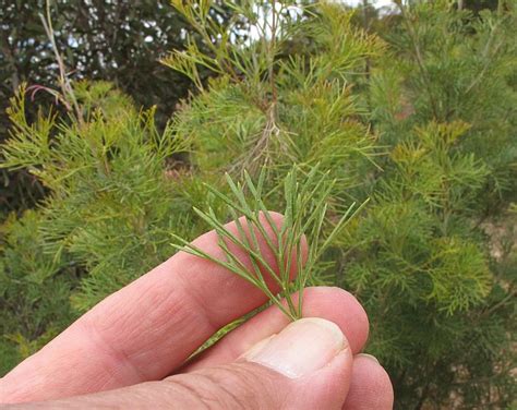 Esperance Wildflowers Grevillea Plurijuga Subsp Superba