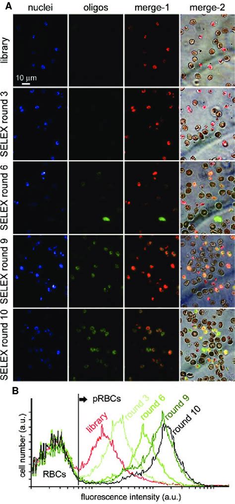 Progressive Selection Of Prbc Binding Aptamers Along The Selex Cycles