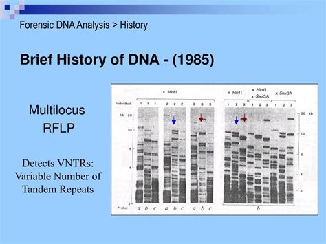 Ppt Forensic Dna Analysis Part Ii Powerpoint Presentation Free