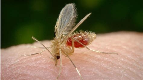 Insect Control Test Poseidon Sciences