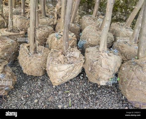 Tree Roots Covered With Earth Ball Root Ball Protected With A Natural Fiber Bag And Metal Mesh
