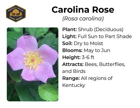 15 Native Shrubs Of Kentucky 15 Native Shrubs Of Kentucky