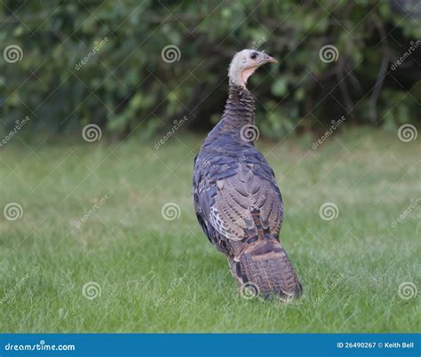 Wild Turkey In Grass Stock Image Image Of Wild Feathers 26490267