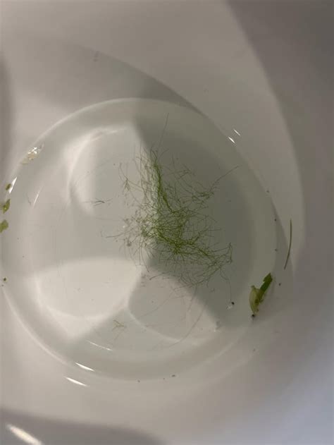 String Algae R Plantedtank