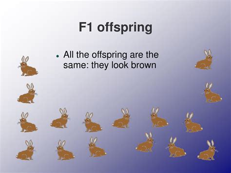 Ppt Simple Genetics Example Powerpoint Presentation Free Download Id151192