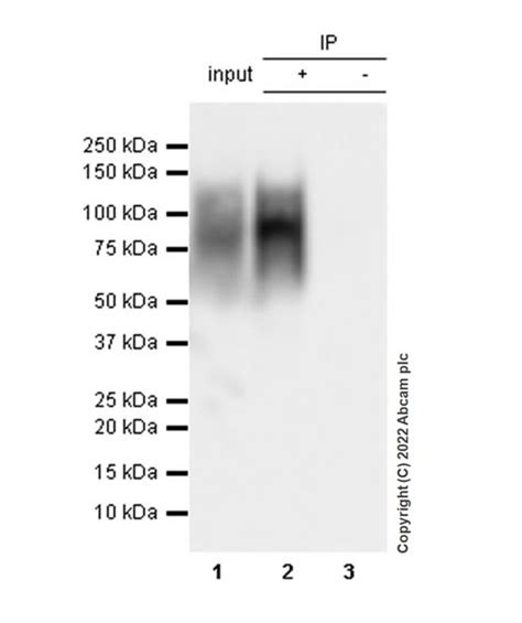 Anti Cd98 Antibody Epr27110 42 Ab307587 Abcam