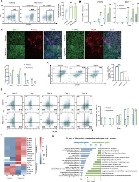 Cell Size Regulates Human Endoderm Specification Through Actomyosin