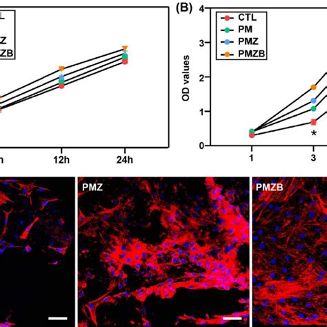 Cell Adhesion And Proliferation Assessed By The Cck 8 Assay And Cell Download Scientific