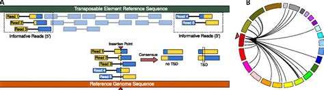 read mapping patterns typically associated with insertion detection