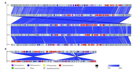 Multiple Sequence Alignment Of Phage Genomes The Whole Genomes Of