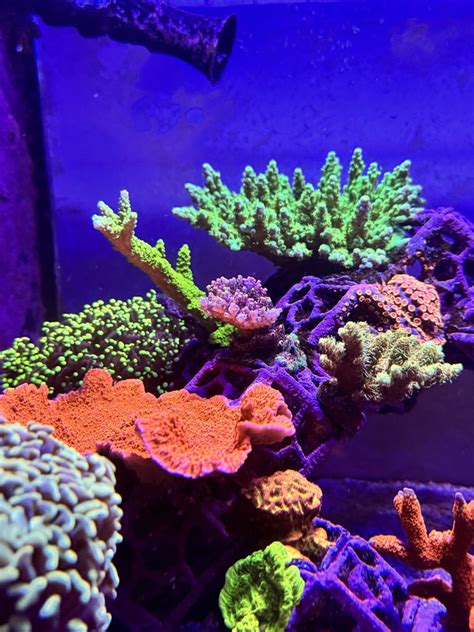 Build Thread Seapora 80g Rimless Mixed Reef Build The Many