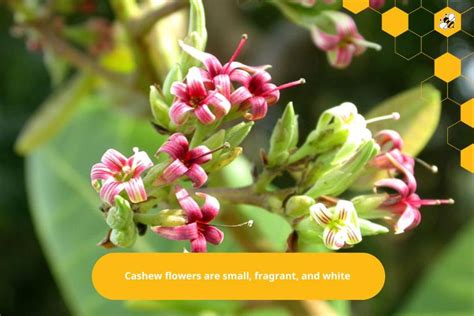 What Is A Cashew Tree Description Of The Cashew Trees Botanical