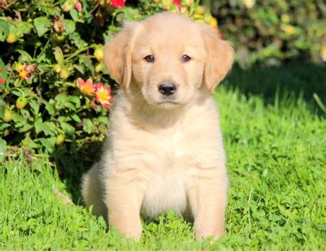 Golden Retriever Yellow
