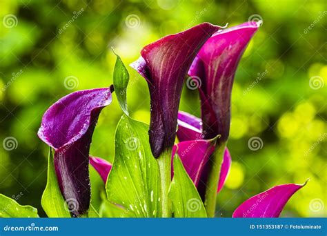 Purple Calla Lily Flower Stock Image Image Of Bright 151353187