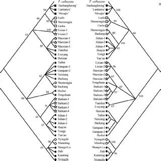 Maximum Likelihood ML Trees Showing The Relationships Among Taxa And Download Scientific