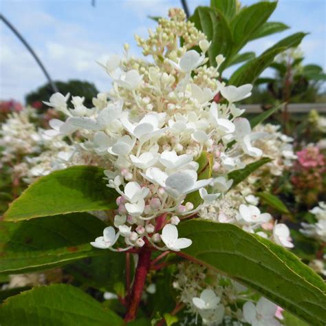 Dwarf Hydrangea Paniculata