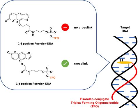 Unique Crosslinking Properties Of Psoralen‐conjugated Oligonucleotides
