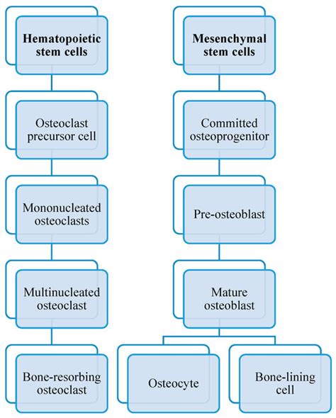 A Brief Review Of Bone Cell Function And Importance