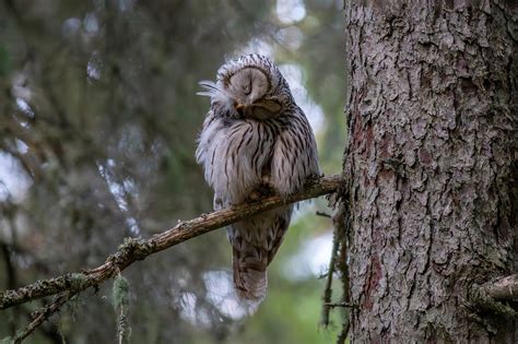 Animal Chasse Aux Animaux Photo Gratuite Sur Pixabay