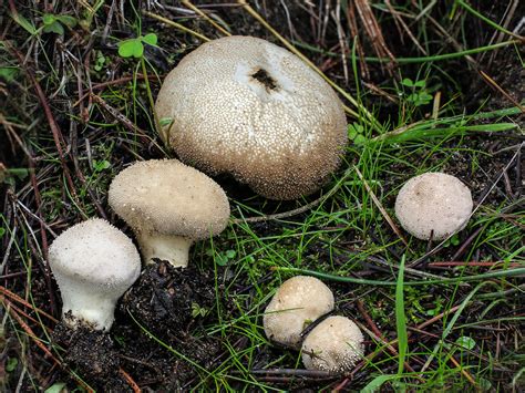 California Fungi Lycoperdon Perlatum