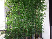 53 Ideas De Plantas Para Dividir Espacios Decoración De Unas