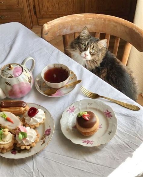 Tabitha Garrison Wild Side Cibo Animali Gatti