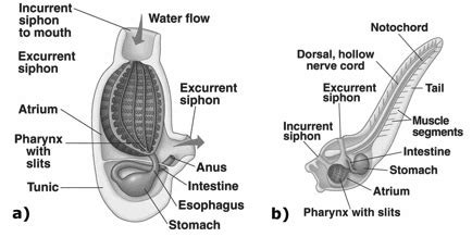 Konsep Filum Chordata Hewan Vertebrata