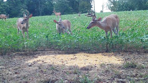 Soybean Field Deer A Great Example Of Browse Pressure These Soybeans