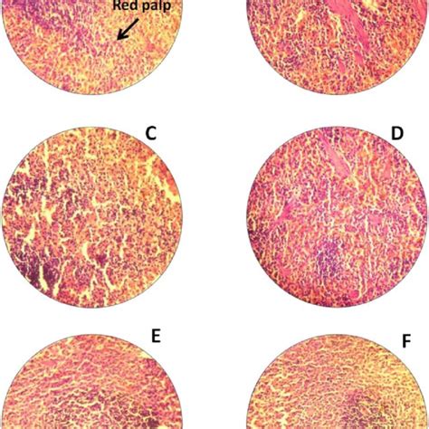 Hande Staining Of Rat Brain A Untreated Rat For 14th Day À B