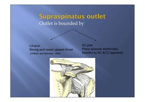 Impingment Syndrome And Rotator Cuff Tearpptx