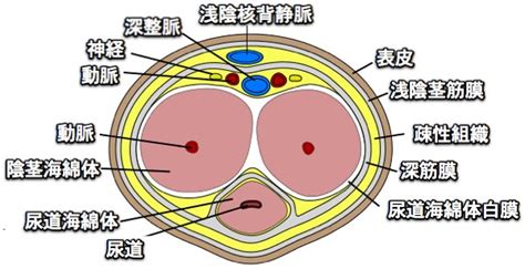 ペニスの画像 ベネチア 画像 高画質 ヒトの陰茎のサイズ Iamoa