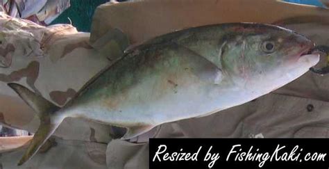 Ikan Sagai In English Shaynaropmay