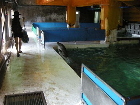 한국 돌고래해방운동 10년