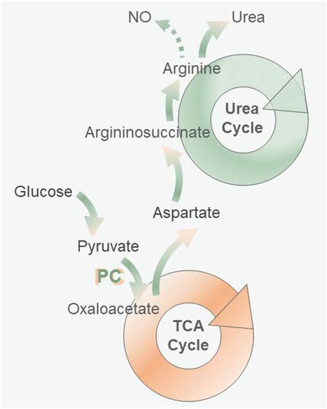 Danial Lab Identifies A Connection Between Mitochondrial Pyruvate Metabolism And Inflammation