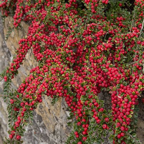 50 Cotoneaster Suecicus Coral Beauty In 9cm Pots Orange Red Berries