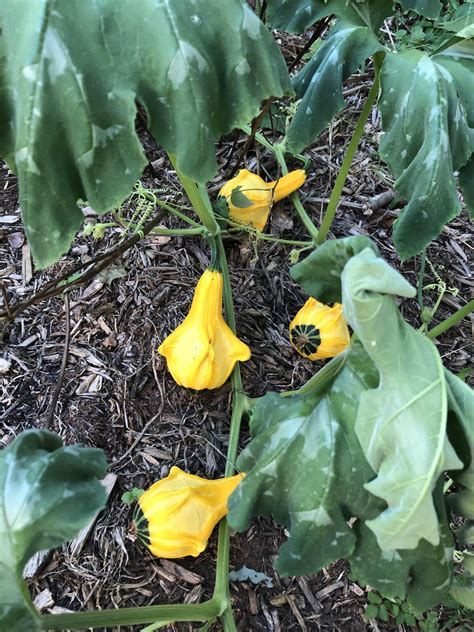 Identification Of Squash R Gardening