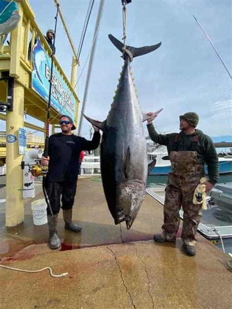 708 Lb Bluefin Tuna Sets Va State Record Chesapeake Bay Magazine