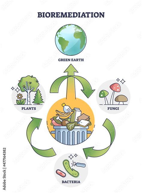 Bioremediation Process As Bacteria Usage For Green Earth Outline