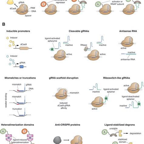 Crispr Based Synthetic Gene Circuits Download Scientific Diagram