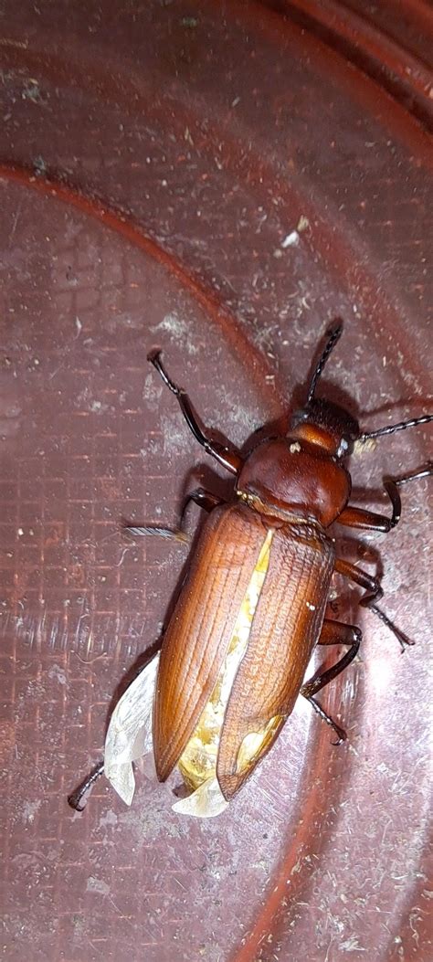 My Superworm Turned Into A Beetle R Beetles