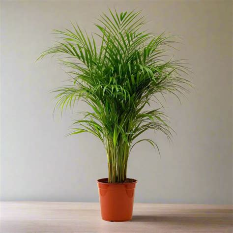 Areca Palm Dypsis Lutescens Indoor House Plant Plant And Pot Co
