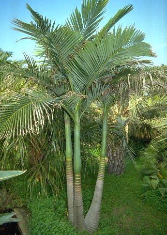 Archontophoenix Alexandrae Alexandra Palm King Palm Plantinfo