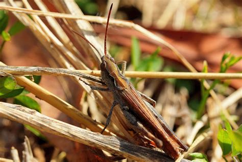 Spider Rufous Grasshopper Nature Free Photo On Pixabay Pixabay