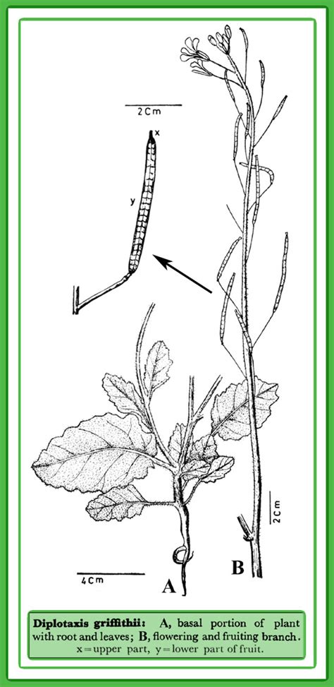 Diplotaxis In Flora Of Pakistan
