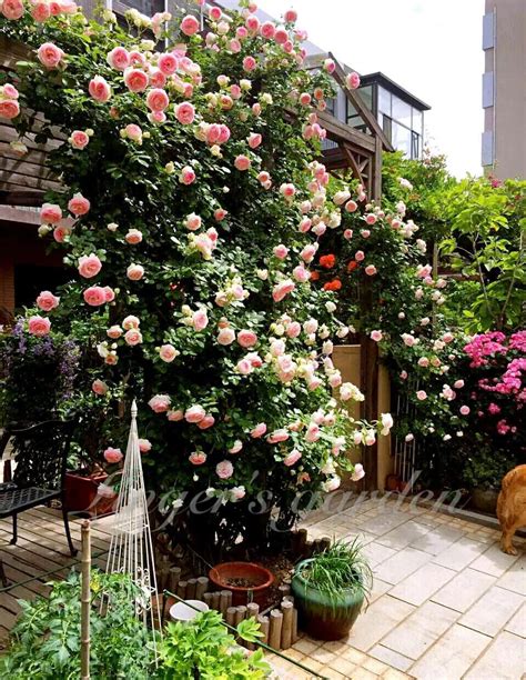 Display Of 5 Classic Varieties Of Chinese Rose Inews