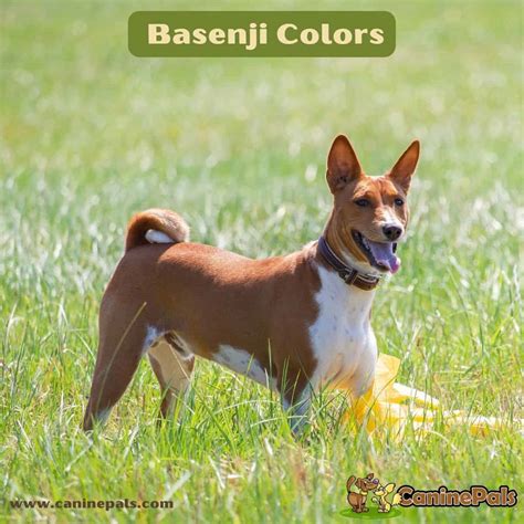 Get To Know All The Different Basenji Colors Canine Pals