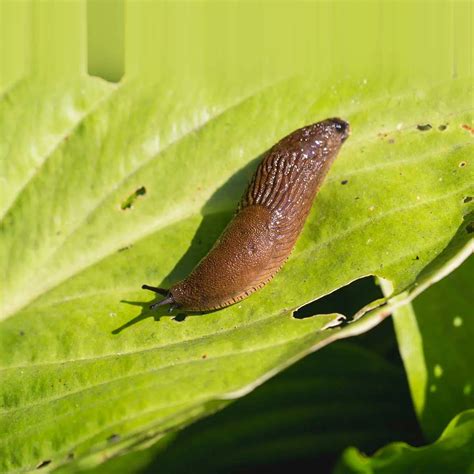 Slugs Return From Capistrano Day May 28 2027 National Today