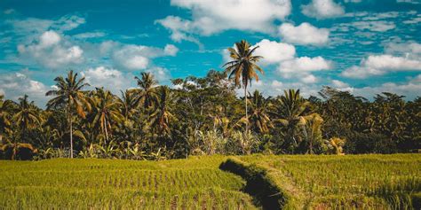 Understanding Sustainable Palm Oil Policies Faculty Of Environment University Of Leeds