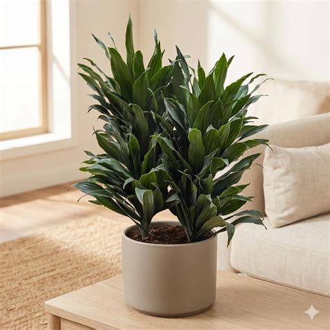 Janet Craig Dracaena Dracaena Fragrans ‘janet Craig Easy Care Low