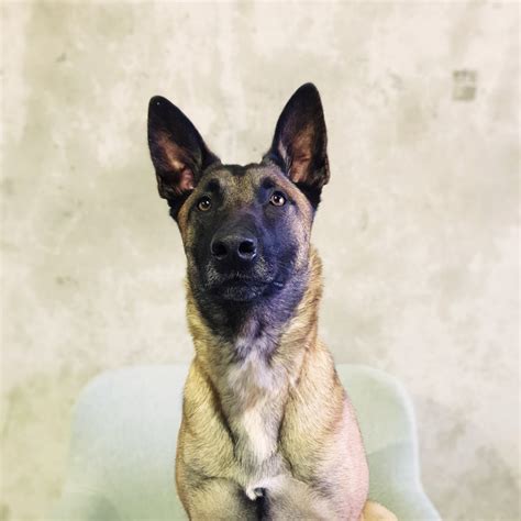 Dr Michelle Rassool Bsc Dvm